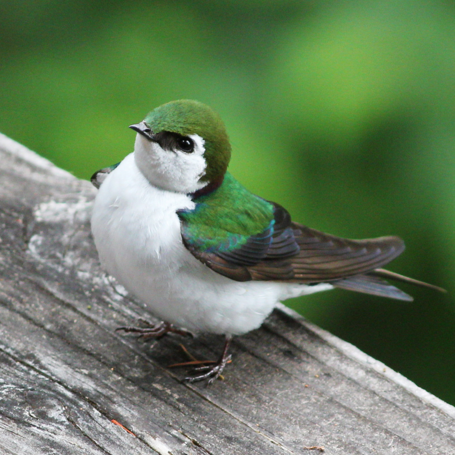 VG cropped square – I'm Birding Right Now