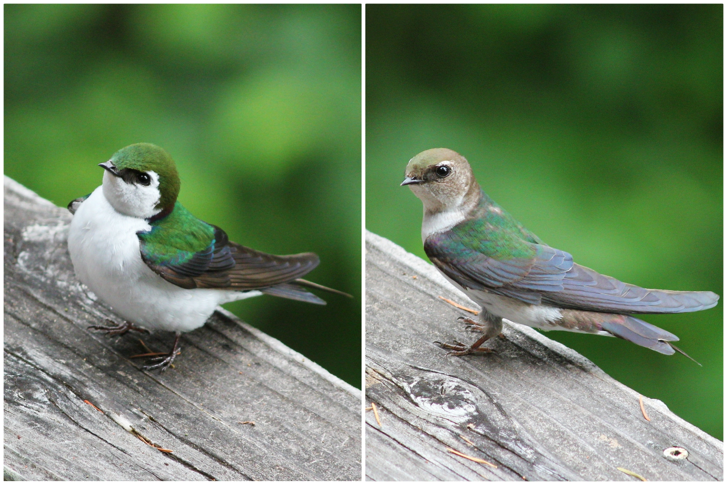 VGSW pair – I'm Birding Right Now
