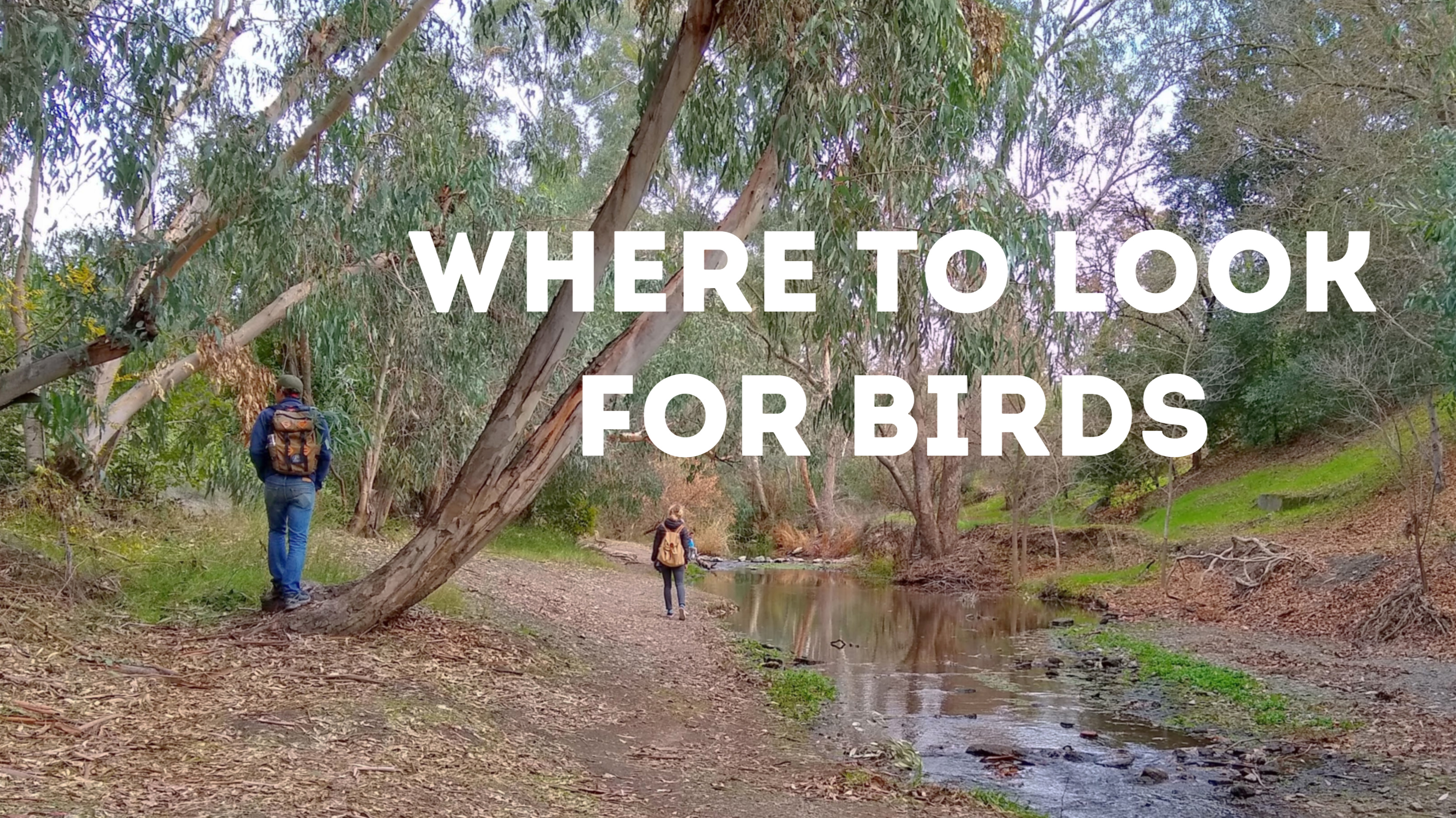 Where To Look – I'm Birding Right Now