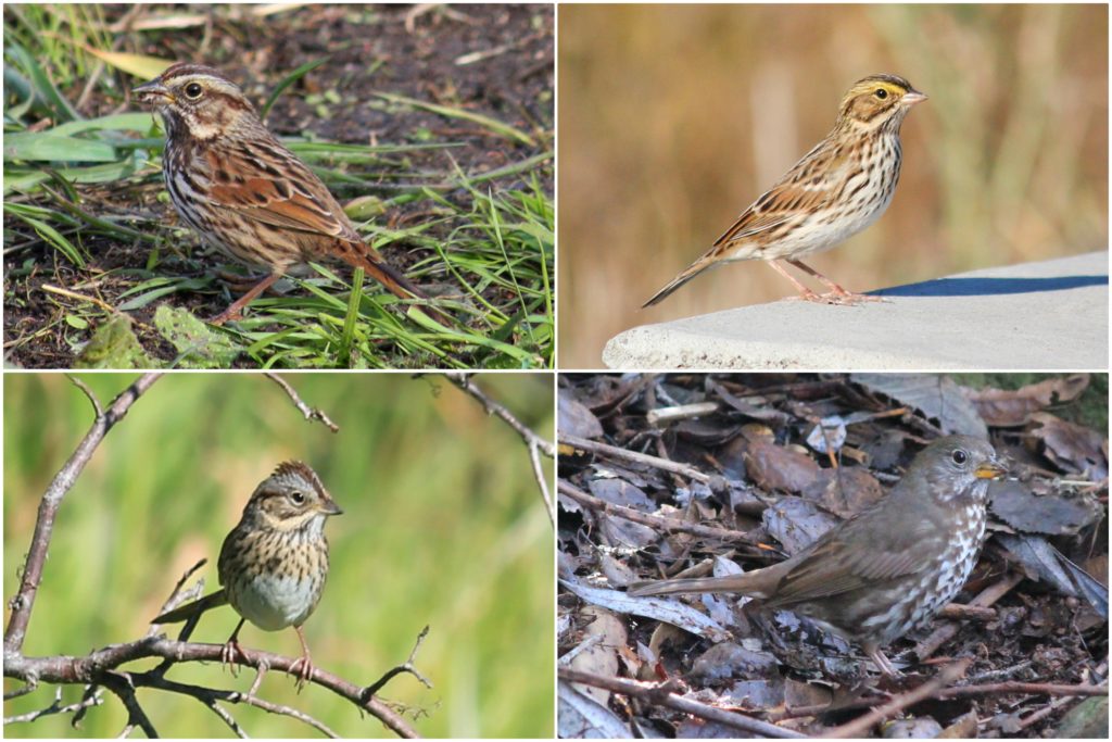 Streaky Sparrows of Northern California: Song, Savannah, Lincoln's, and ...